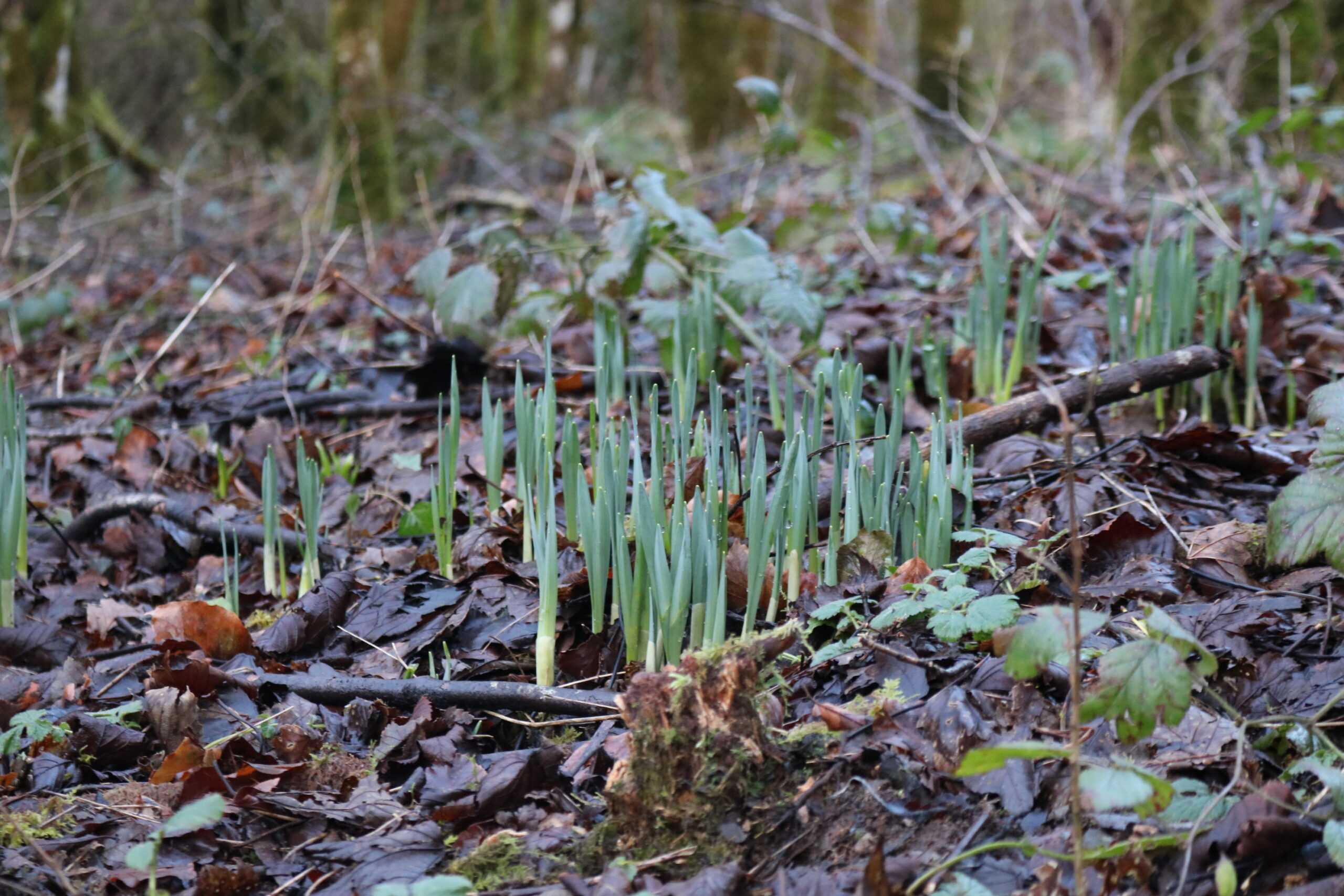 Gearing Up for Spring | Cwmann Cottages Blog